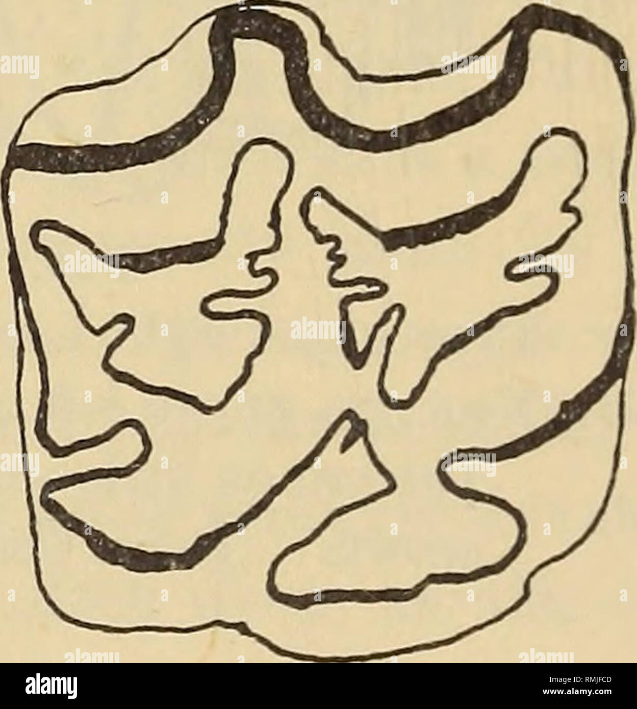 . Annals of the South African Museum = Annale van die Suid-Afrikaanse ...