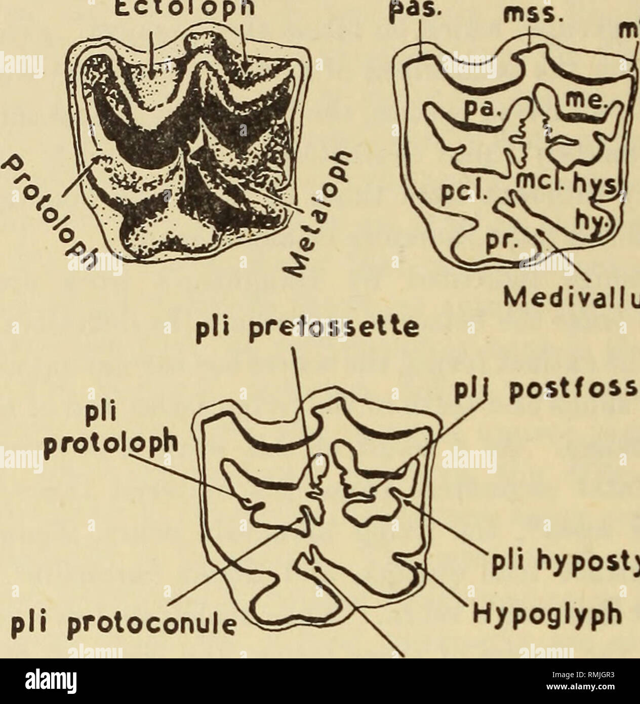 . Annals of the South African Museum = Annale van die Suid-Afrikaanse ...
