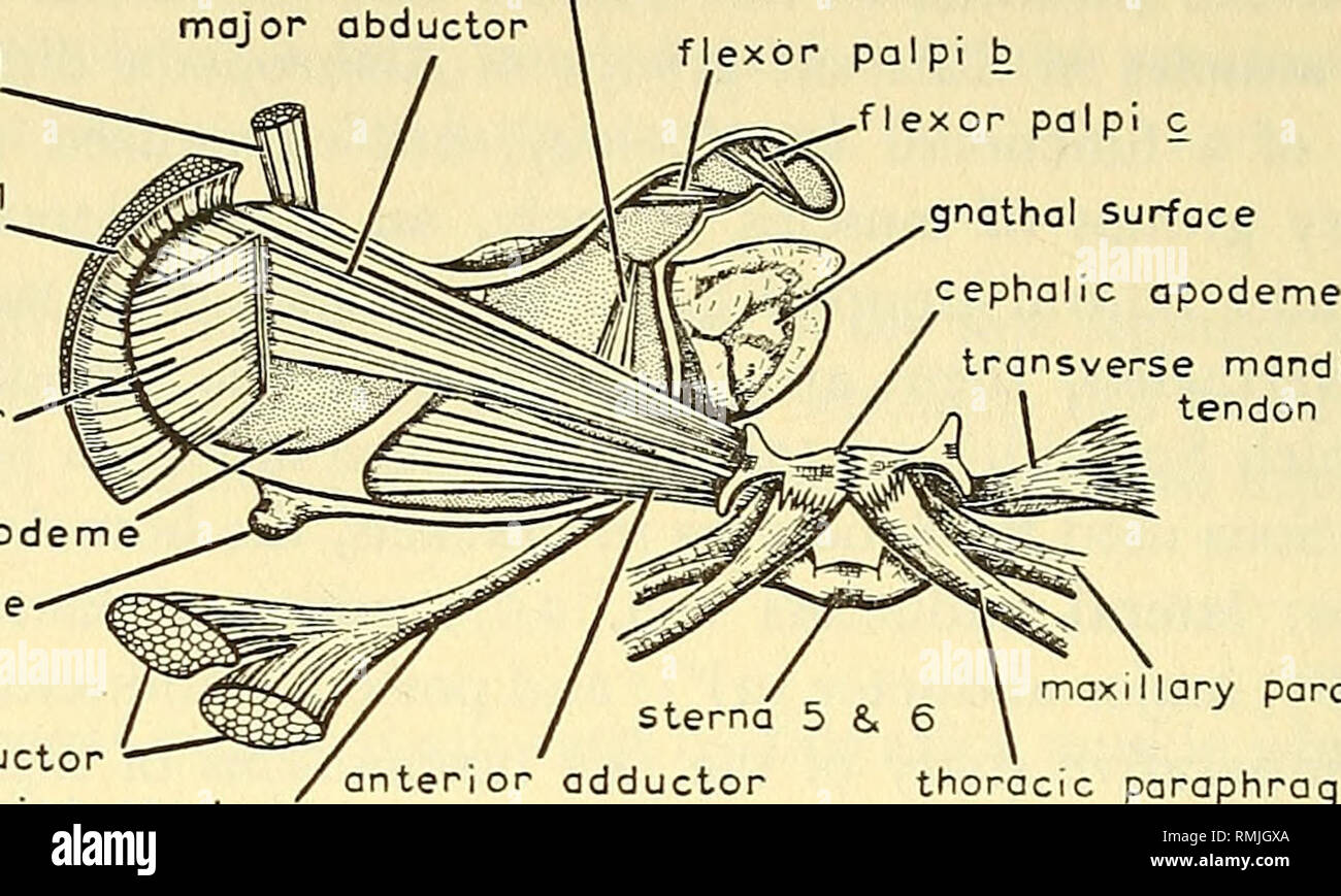 . Annals of the South African Museum = Annale van die Suid-Afrikaanse ...