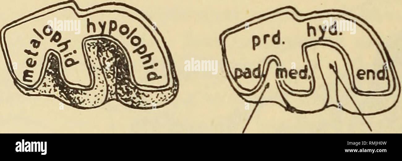 . Annals of the South African Museum = Annale van die Suid-Afrikaanse ...