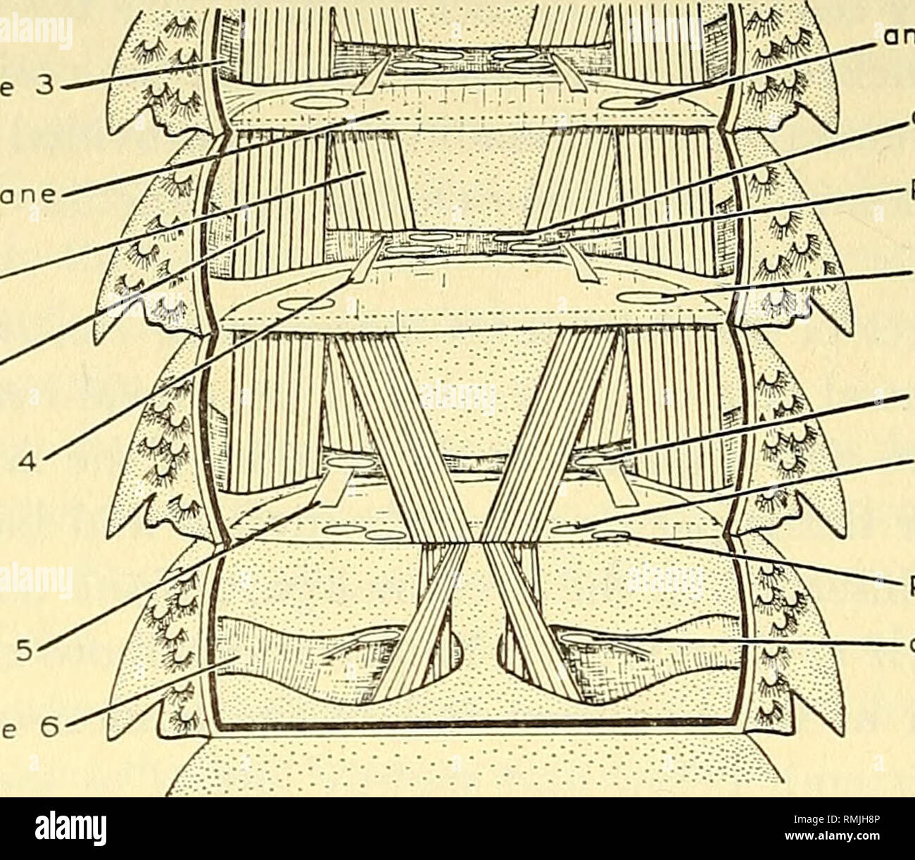 . Annals of the South African Museum = Annale van die Suid-Afrikaanse ...