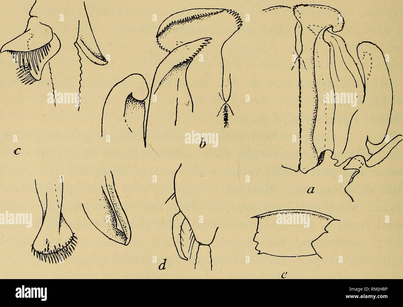 Melantho hi-res stock photography and images - Alamy