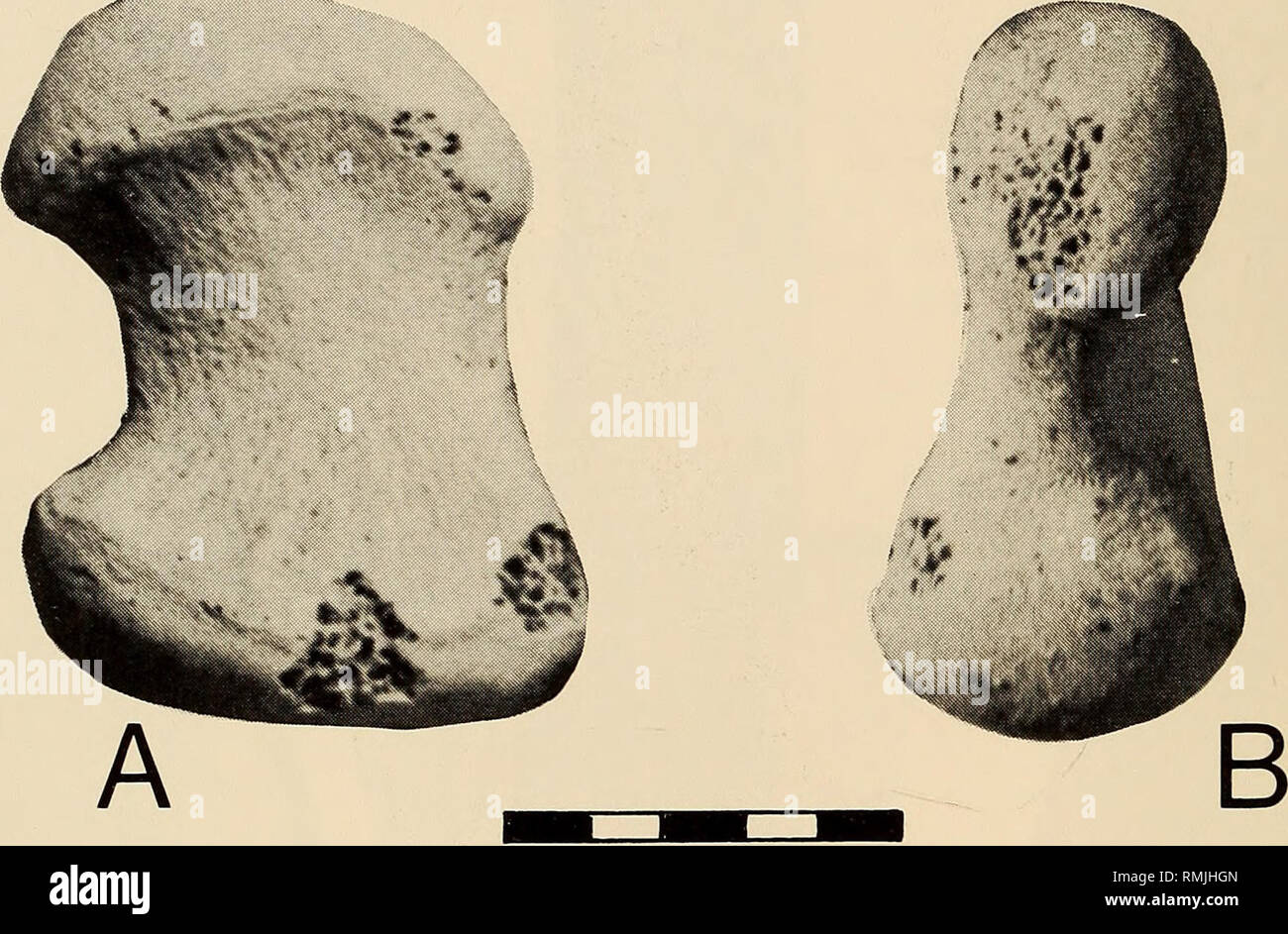 Elliptical cross section hi-res stock photography and images - Alamy