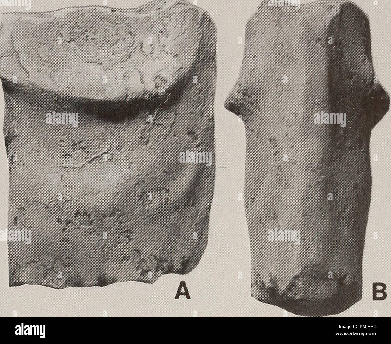 Labyrinthicus hi-res stock photography and images - Alamy