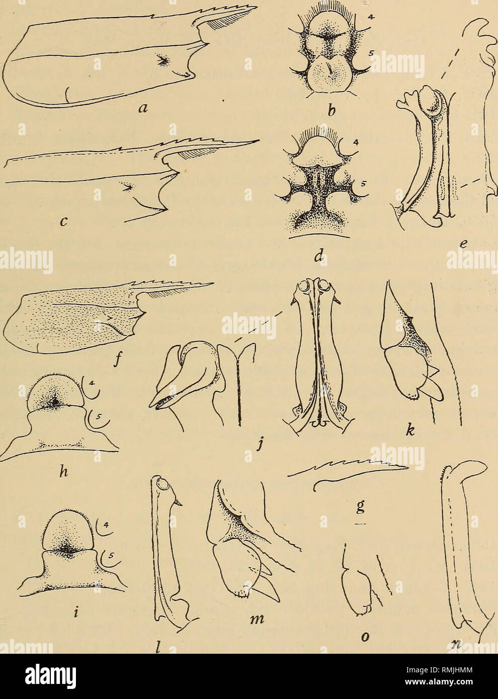 Parapenaeus hi-res stock photography and images - Alamy