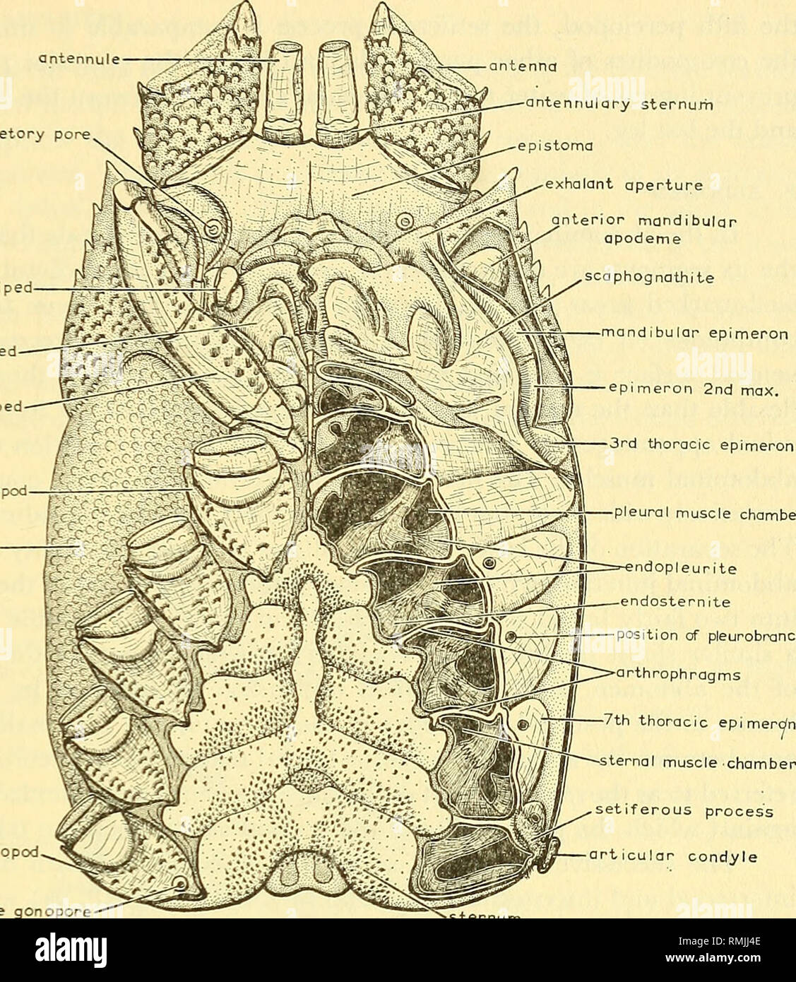 . Annals of the South African Museum = Annale van die Suid-Afrikaanse ...