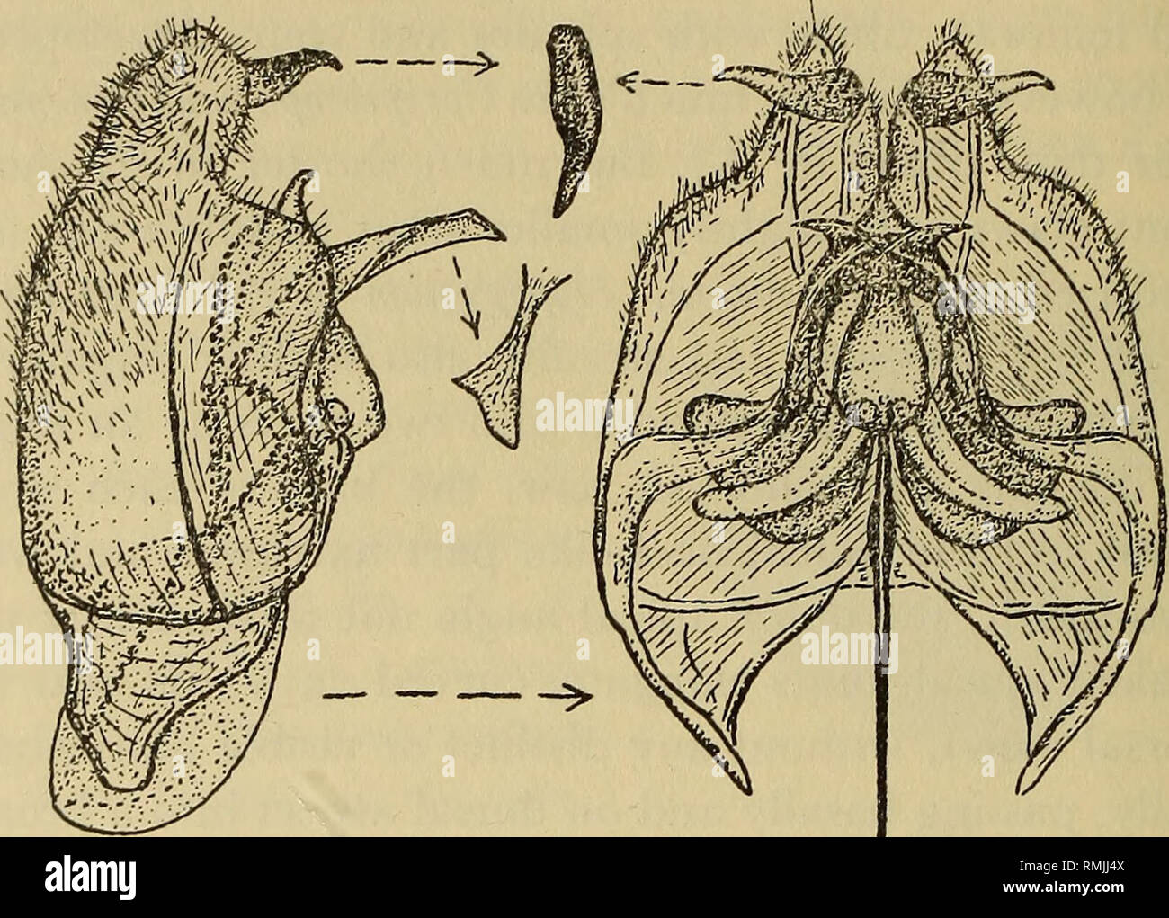 Black hind coxae hi-res stock photography and images - Alamy