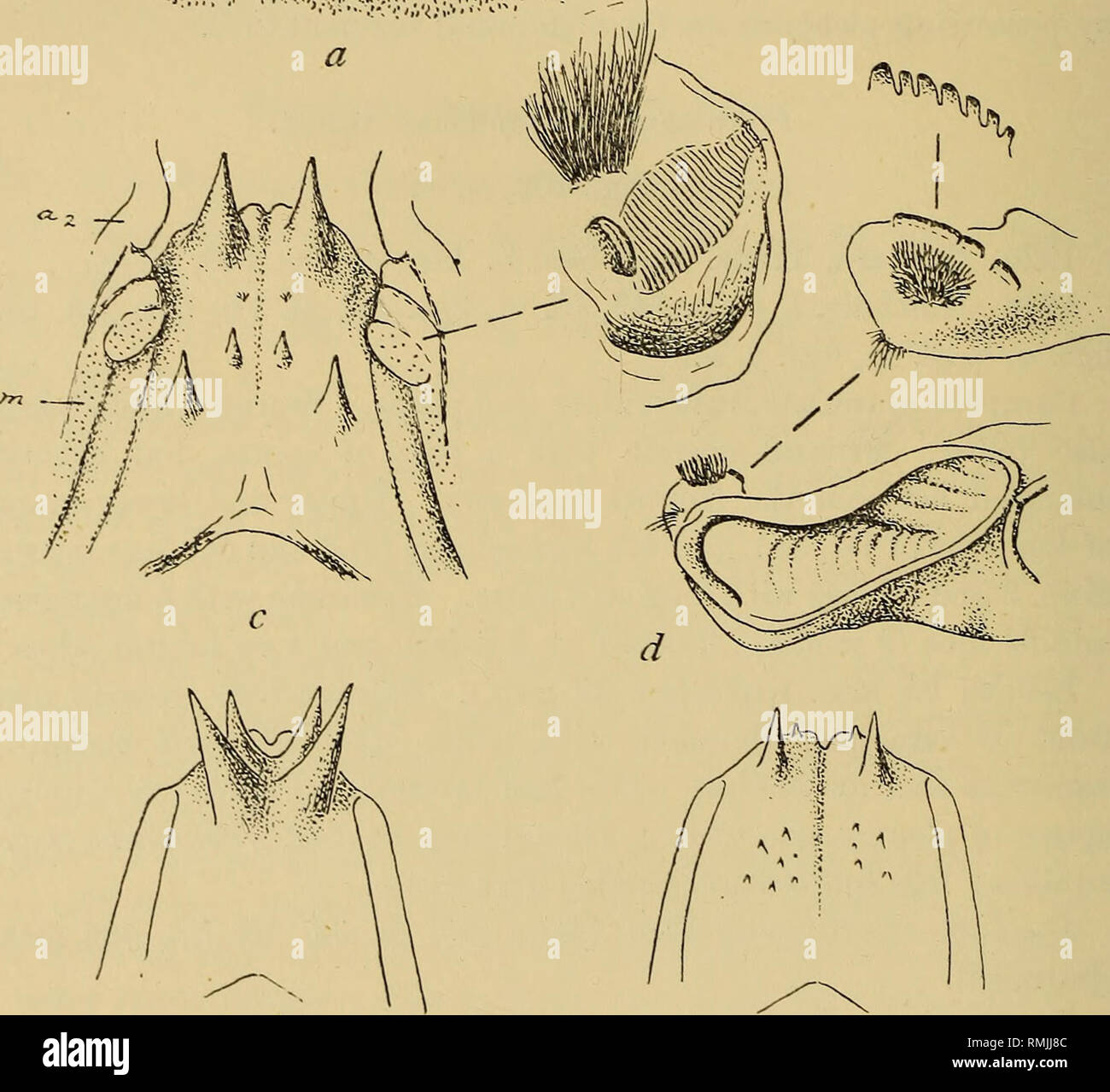 . Annals of the South African Museum = Annale van die Suid-Afrikaanse ...