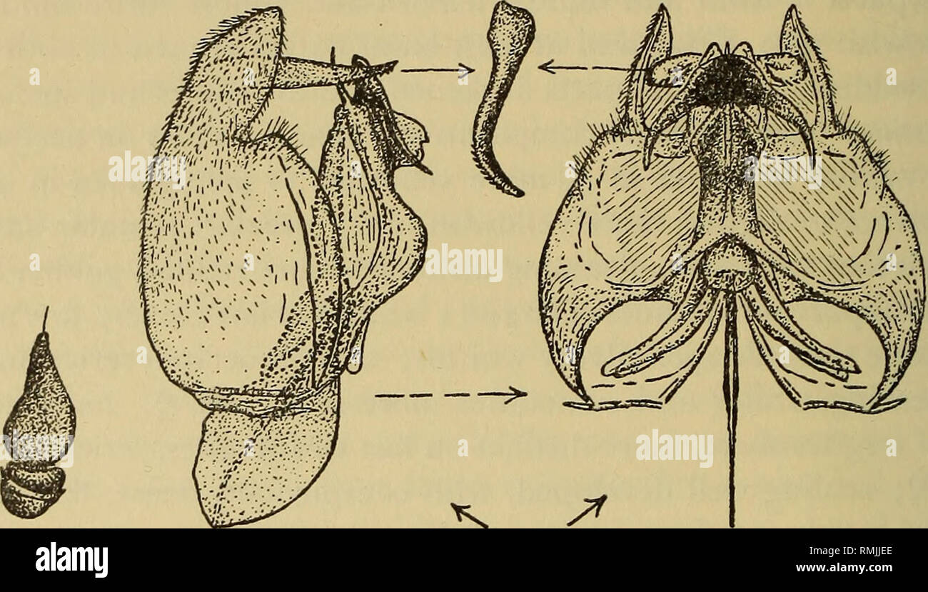 Vestigial legs hi-res stock photography and images - Alamy
