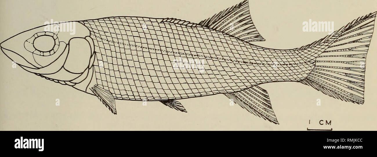 . Annals of the South African Museum = Annale van die Suid-Afrikaanse ...