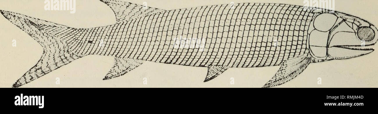 Cynognathus hi-res stock photography and images - Alamy