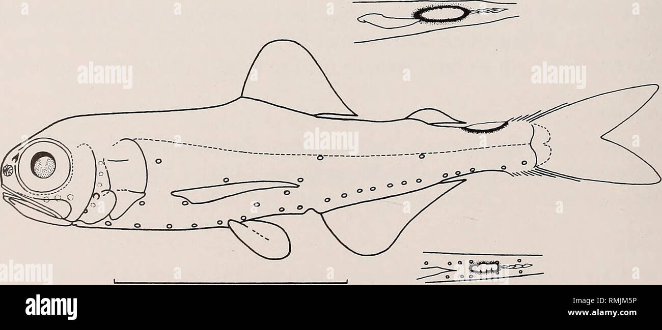 . Annals of the South African Museum = Annale van die Suid-Afrikaanse ...