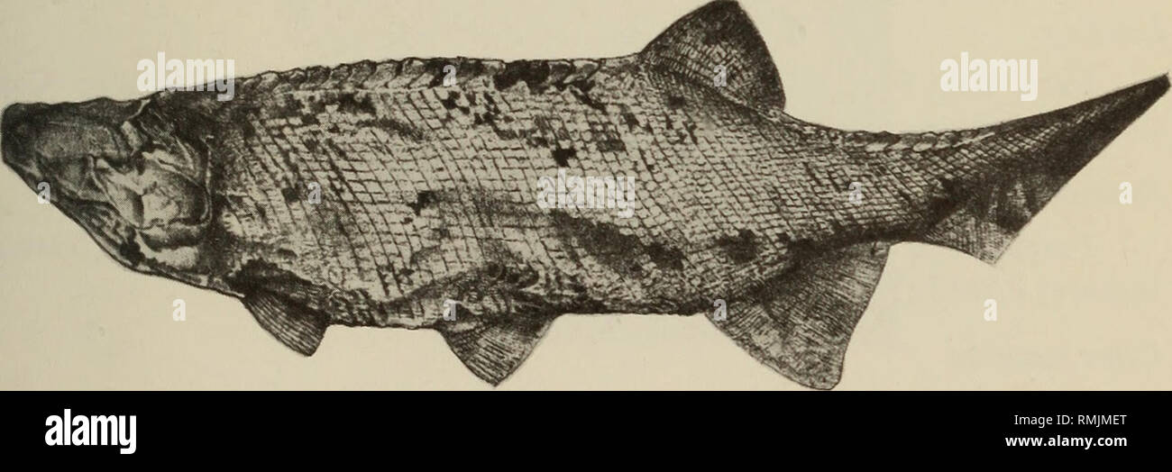 . Annals of the South African Museum = Annale van die Suid-Afrikaanse ...