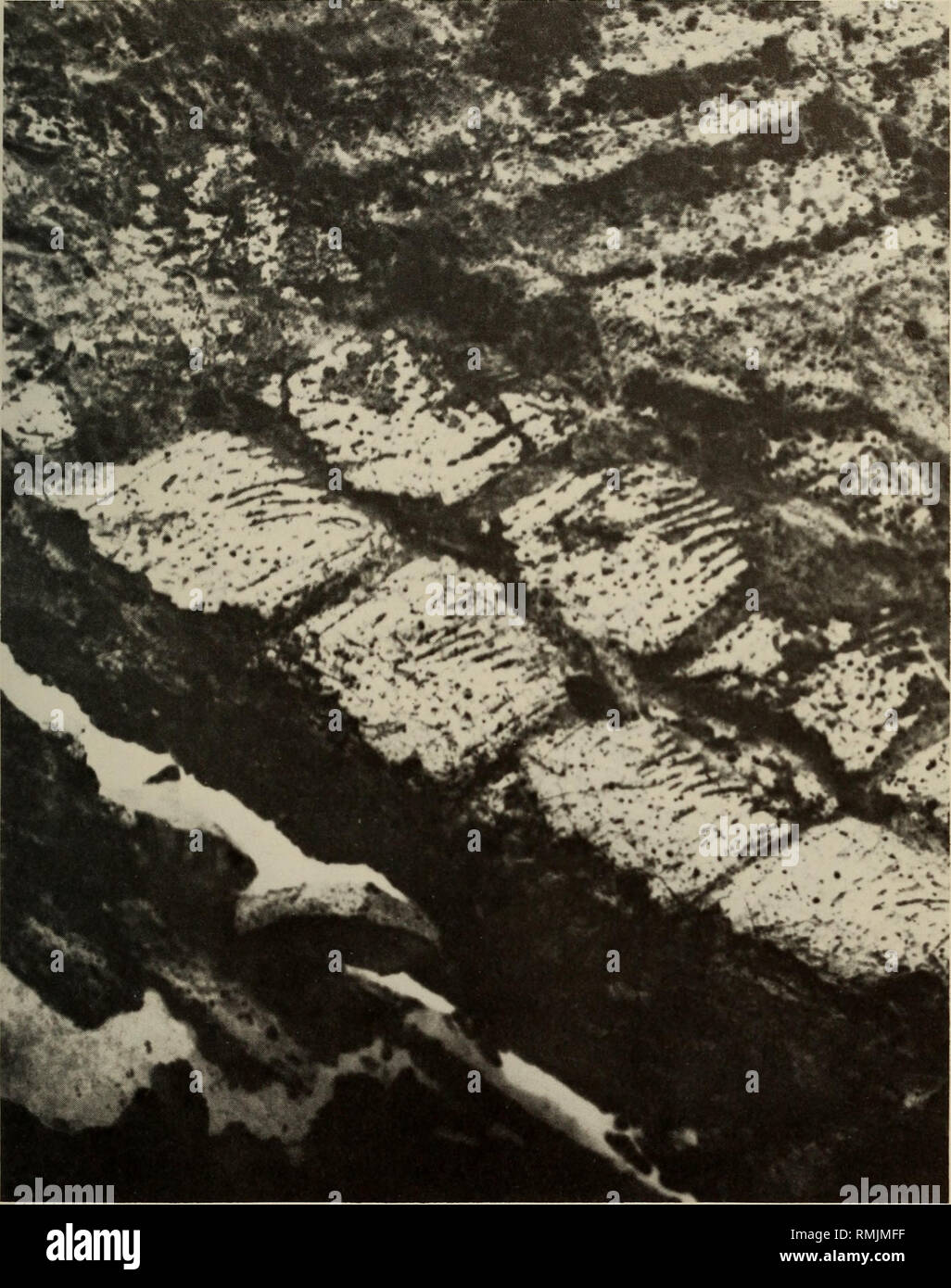 Fossil fish scales hi-res stock photography and images - Alamy