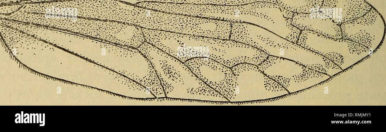 Rugulose hi-res stock photography and images - Alamy