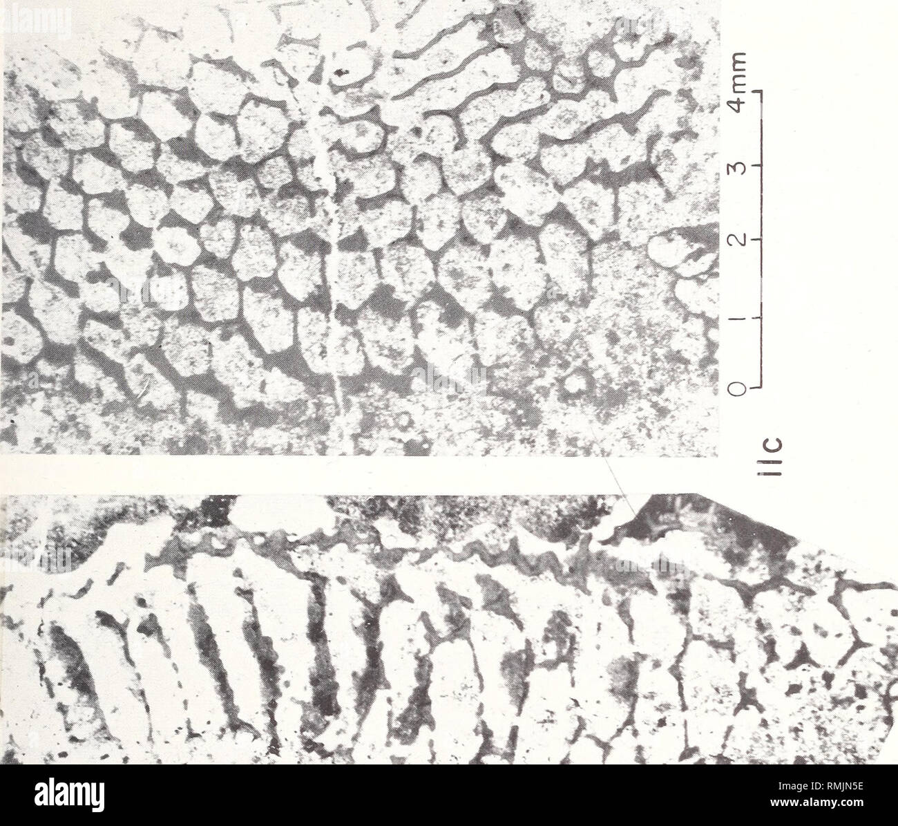 Archaeocyatha hi-res stock photography and images - Alamy