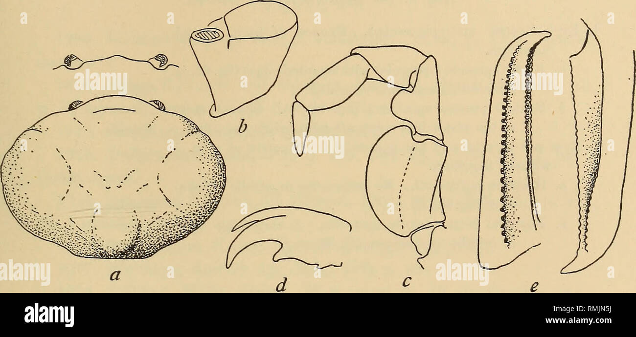 . Annals of the South African Museum = Annale van die Suid-Afrikaanse ...