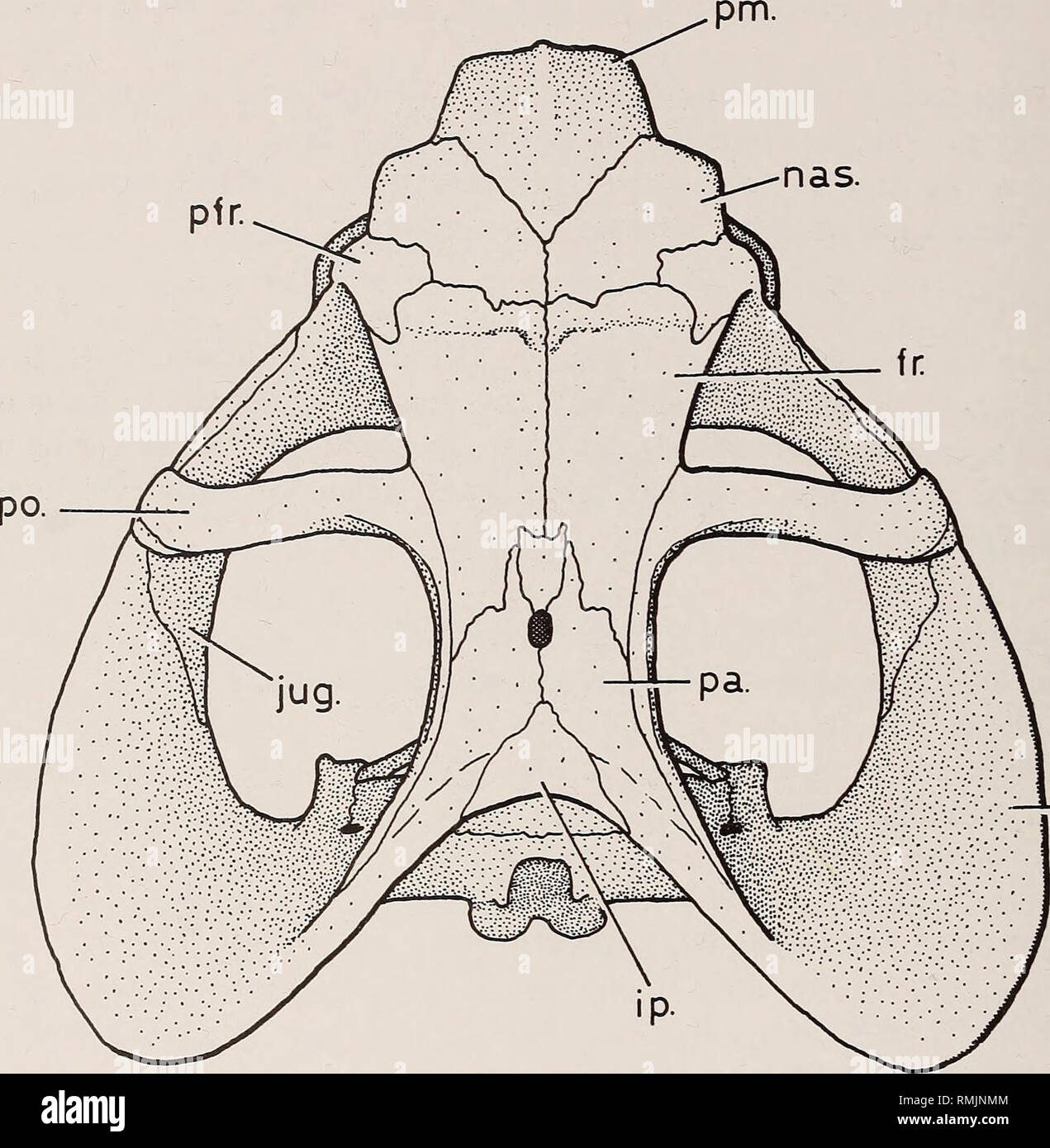 Bulbous skull hi-res stock photography and images - Alamy