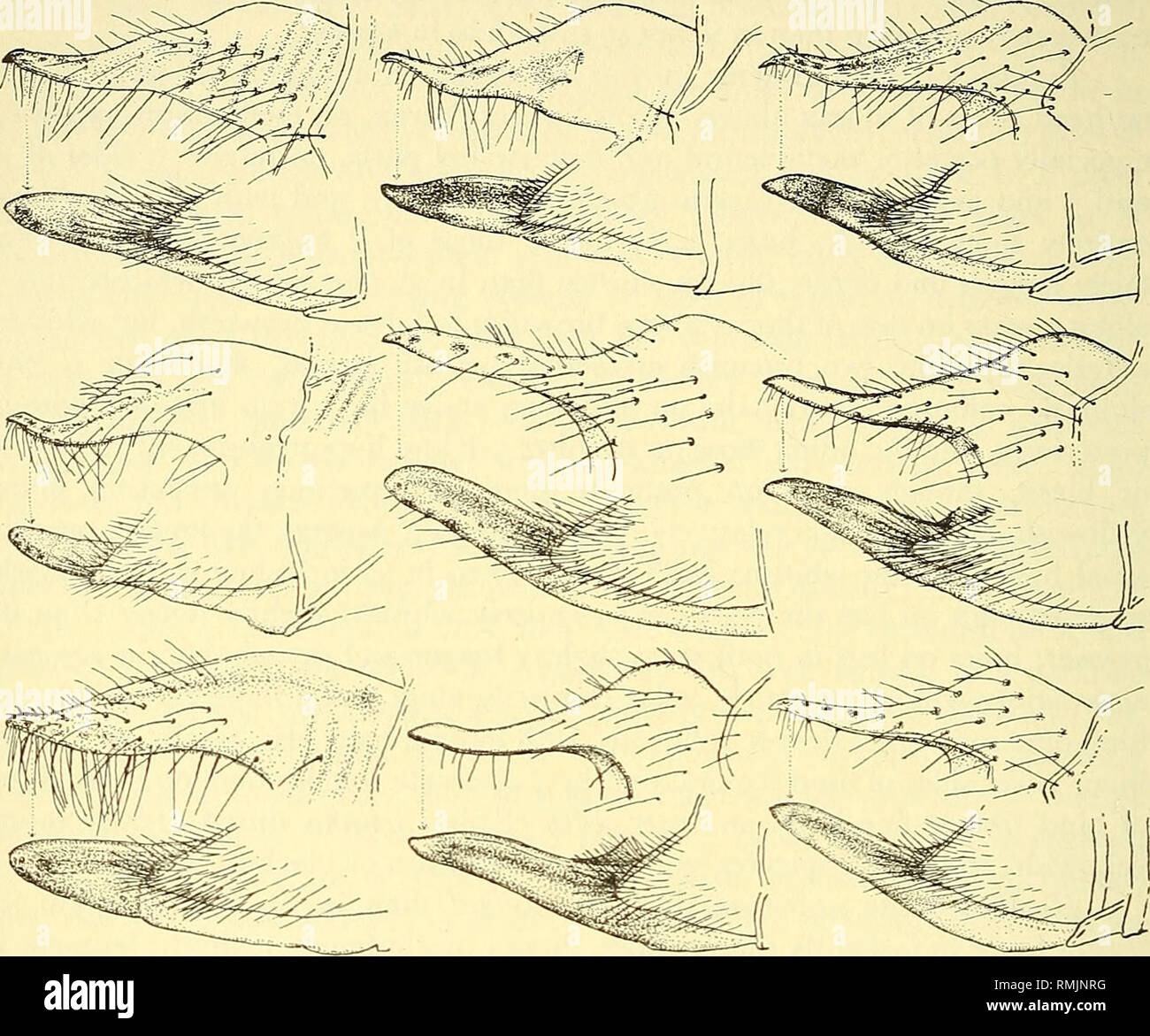 Truncated apex hi-res stock photography and images - Alamy