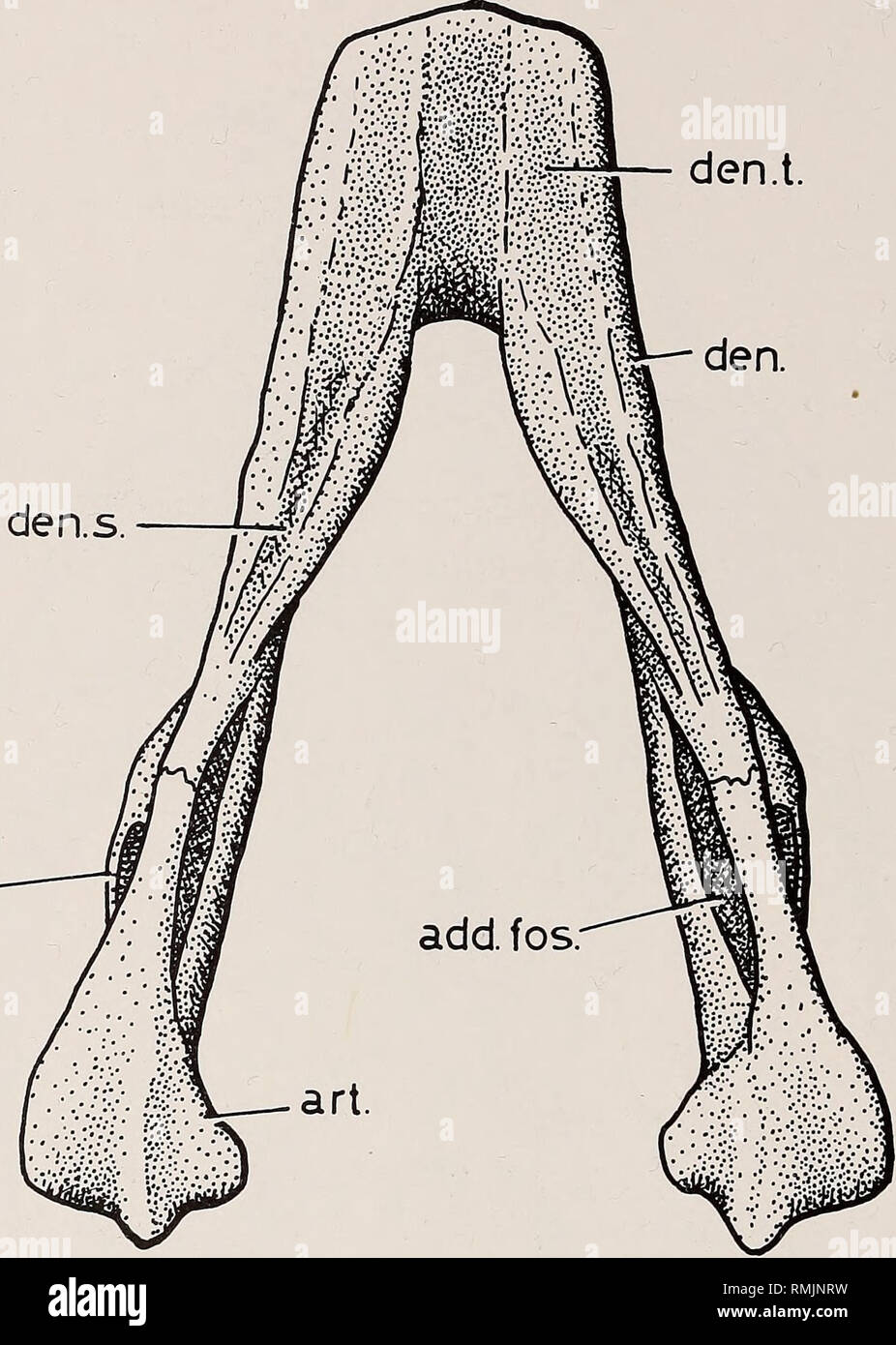 Dicynodonts hi-res stock photography and images - Alamy