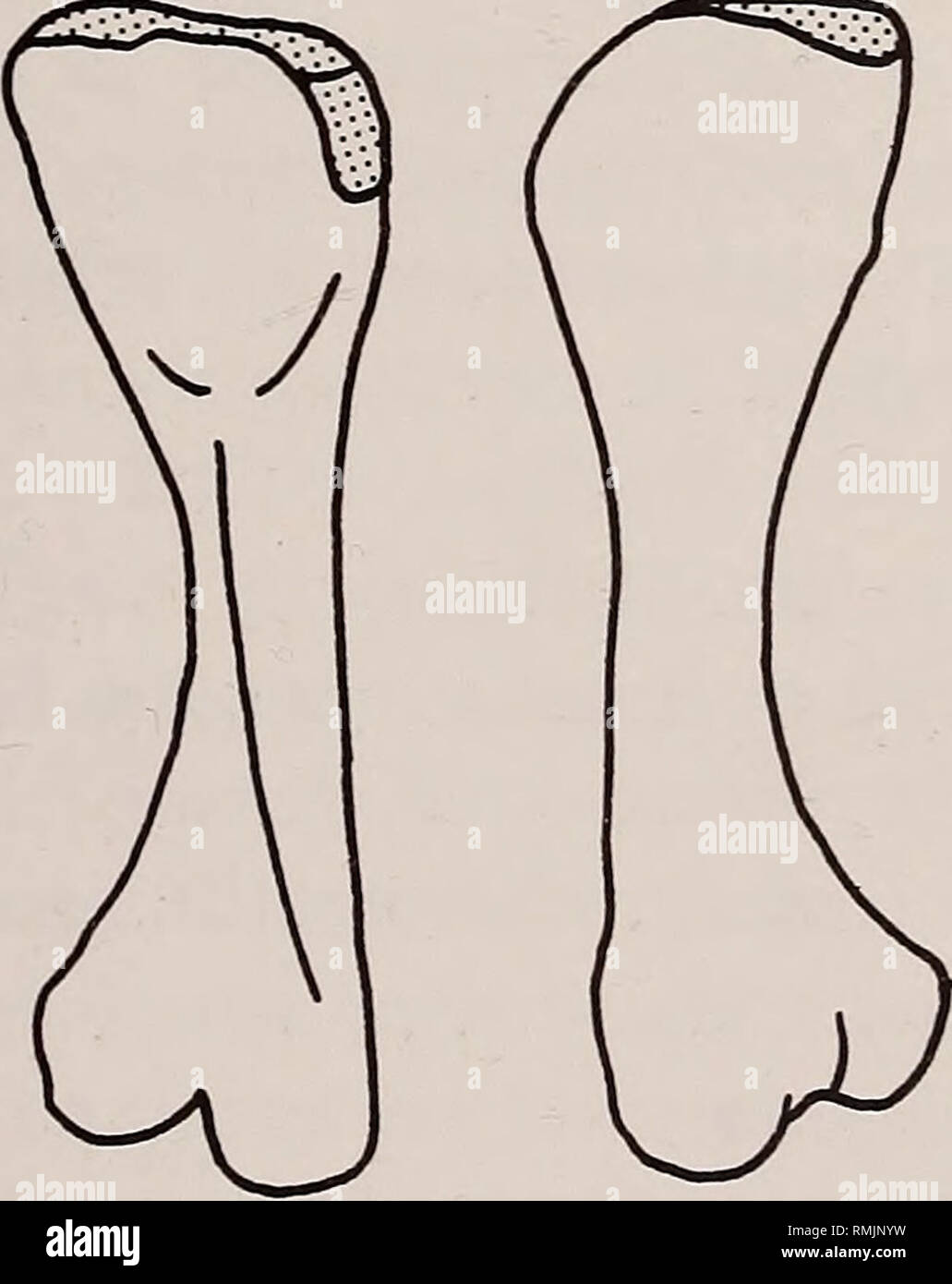 . Annals of the South African Museum = Annale van die Suid-Afrikaanse ...