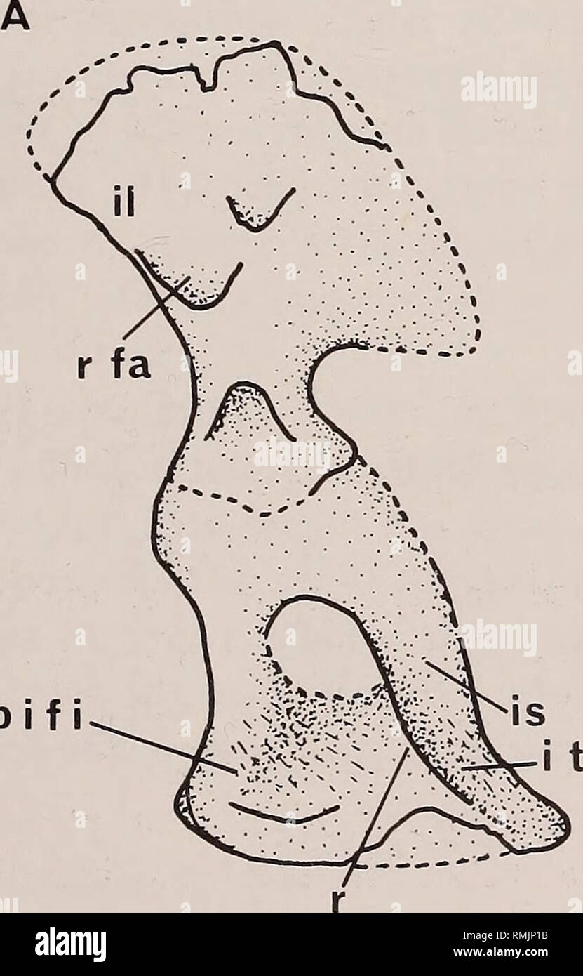. Annals of the South African Museum = Annale van die Suid-Afrikaanse ...