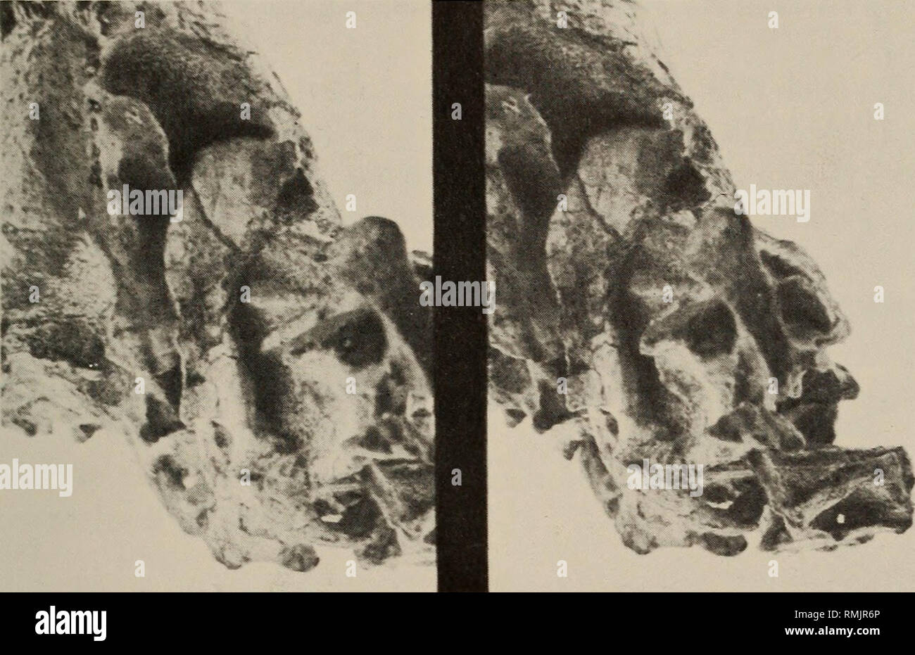 . Annals of the South African Museum = Annale van die Suid-Afrikaanse ...