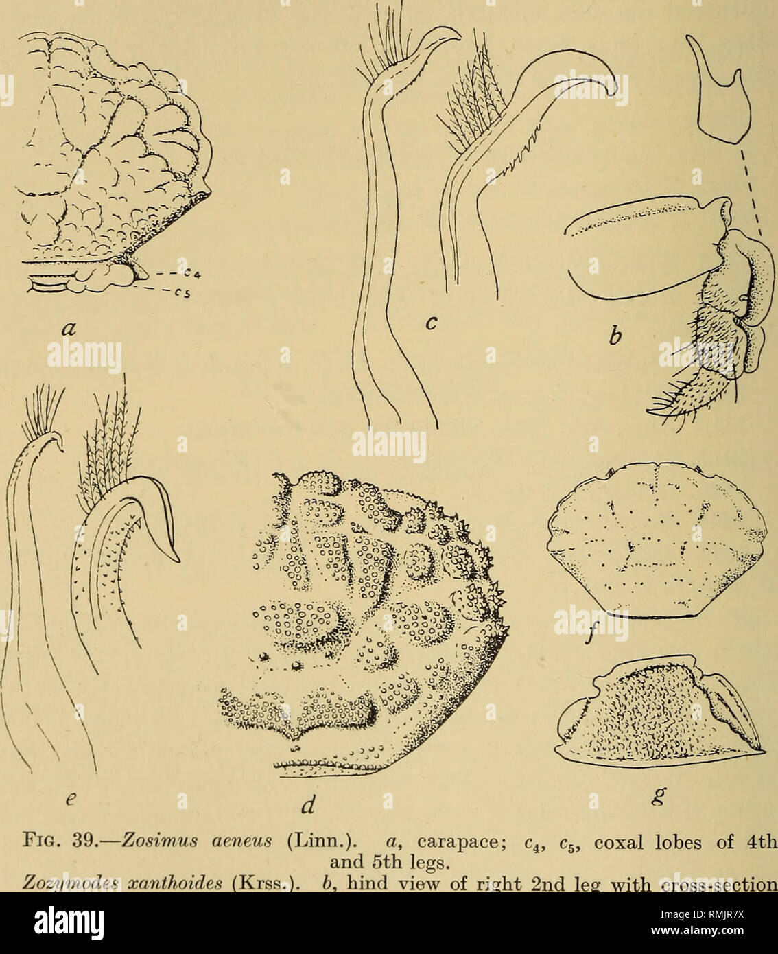 Zosimus aeneus hi-res stock photography and images - Alamy