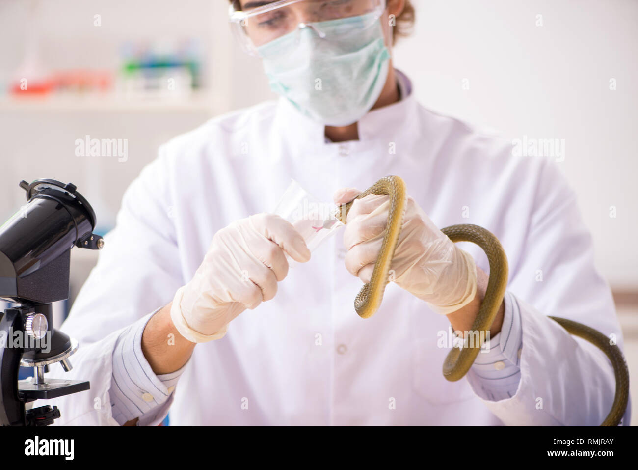 Male scientist extracting poison from snake for drug synthesis Stock ...