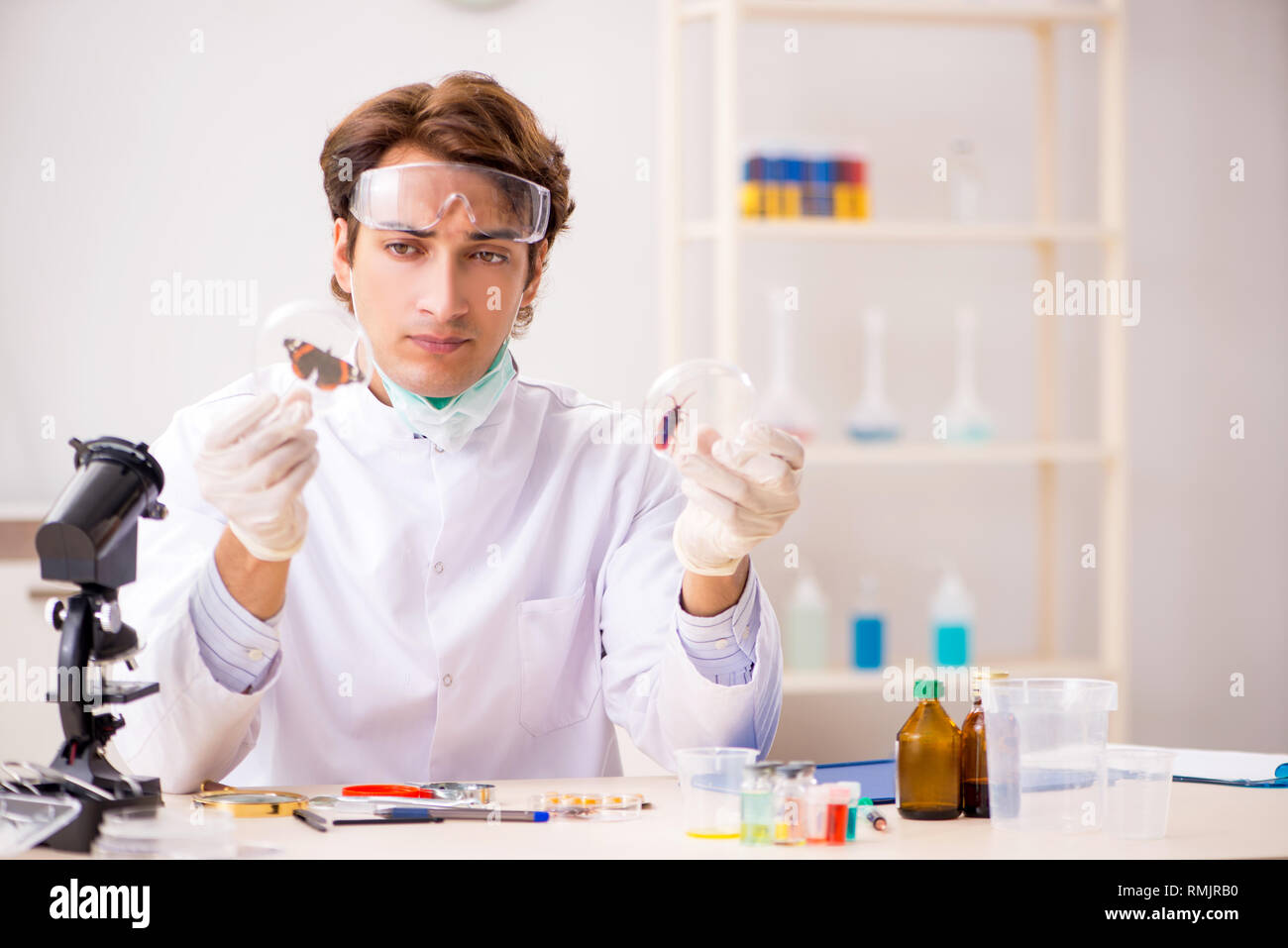 Male entomologist working in the lab on new species Stock Photo - Alamy