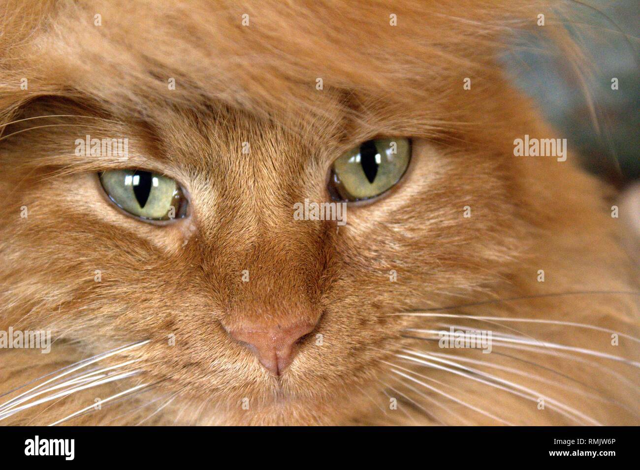 Donald Trump The Cat Stock Photo - Alamy