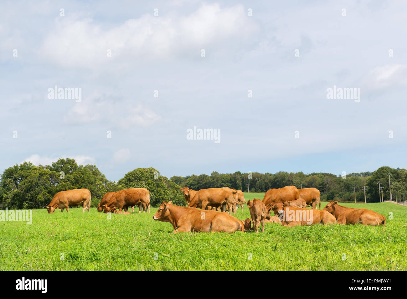 Typical Limousin cows in the French pastures Stock Photo - Alamy