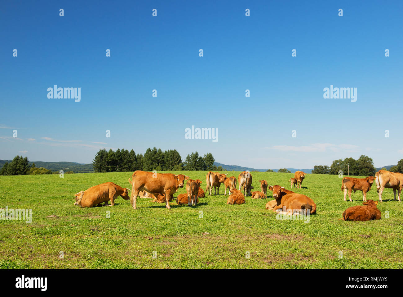 Typical Limousin cows in the French pastures Stock Photo - Alamy