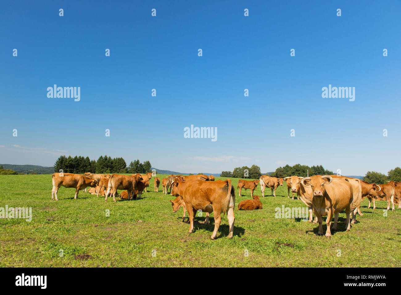 Typical Limousin cows in the French pastures Stock Photo - Alamy