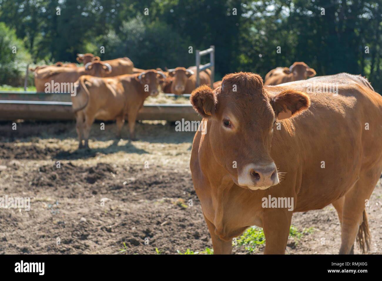 French brown Limousine cows at the farm Stock Photo - Alamy