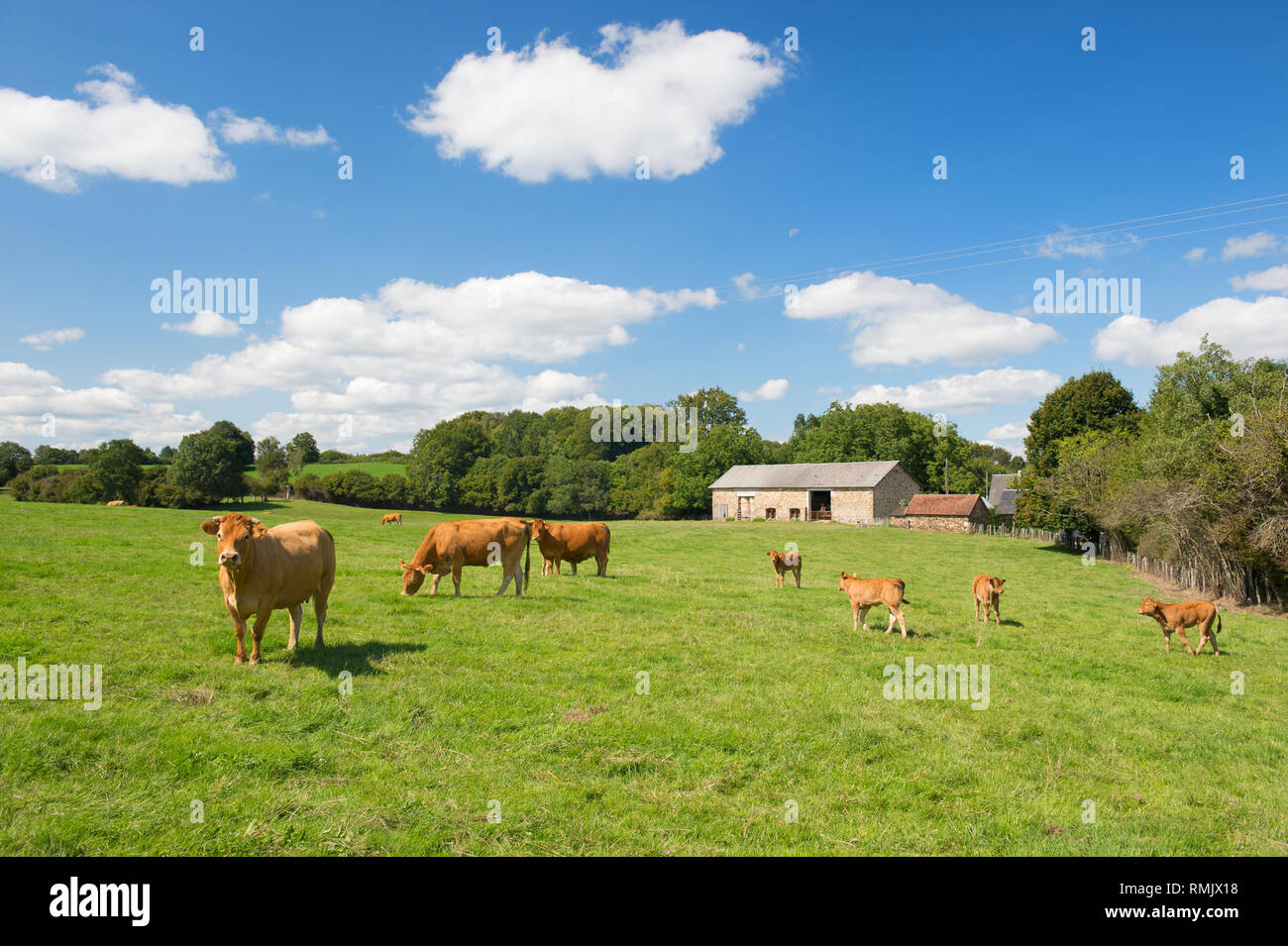 French agriculture landscape with brown Limousine cows Stock Photo - Alamy