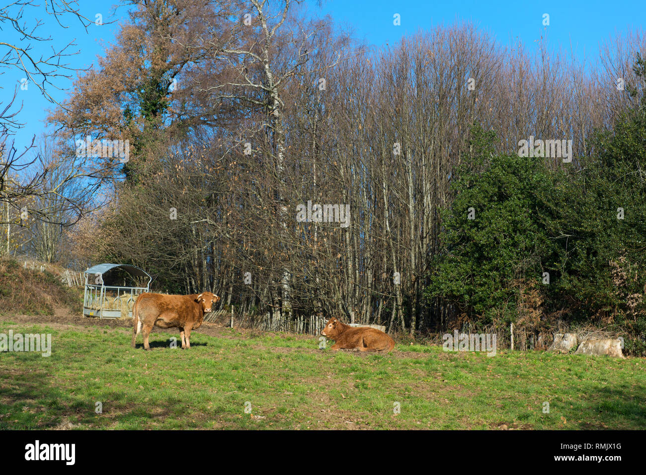 Limousin cattle correze hi-res stock photography and images - Alamy
