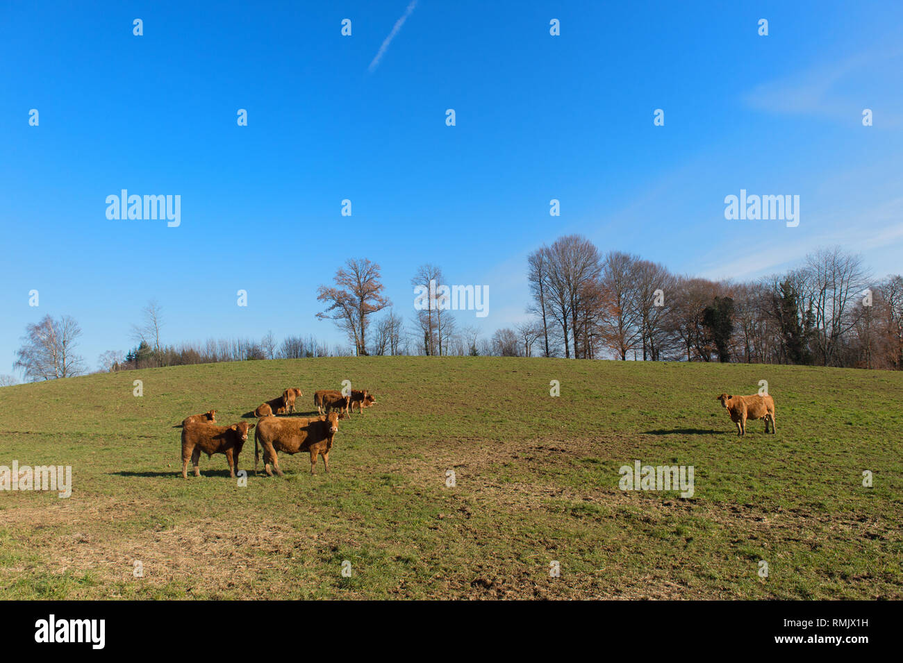 Limousin cattle correze hi-res stock photography and images - Alamy