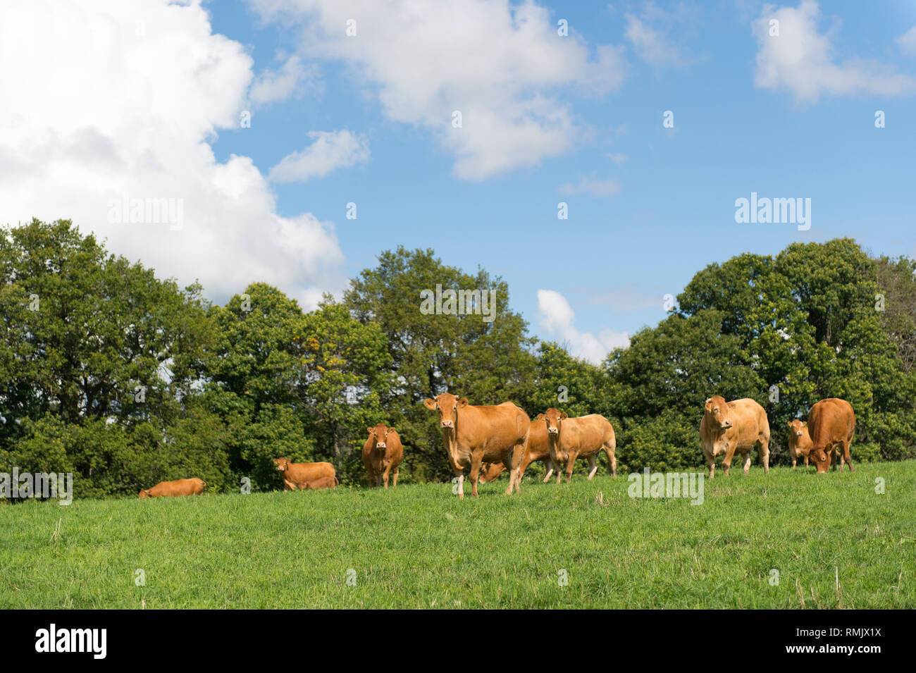 Limousine meat hi-res stock photography and images - Alamy