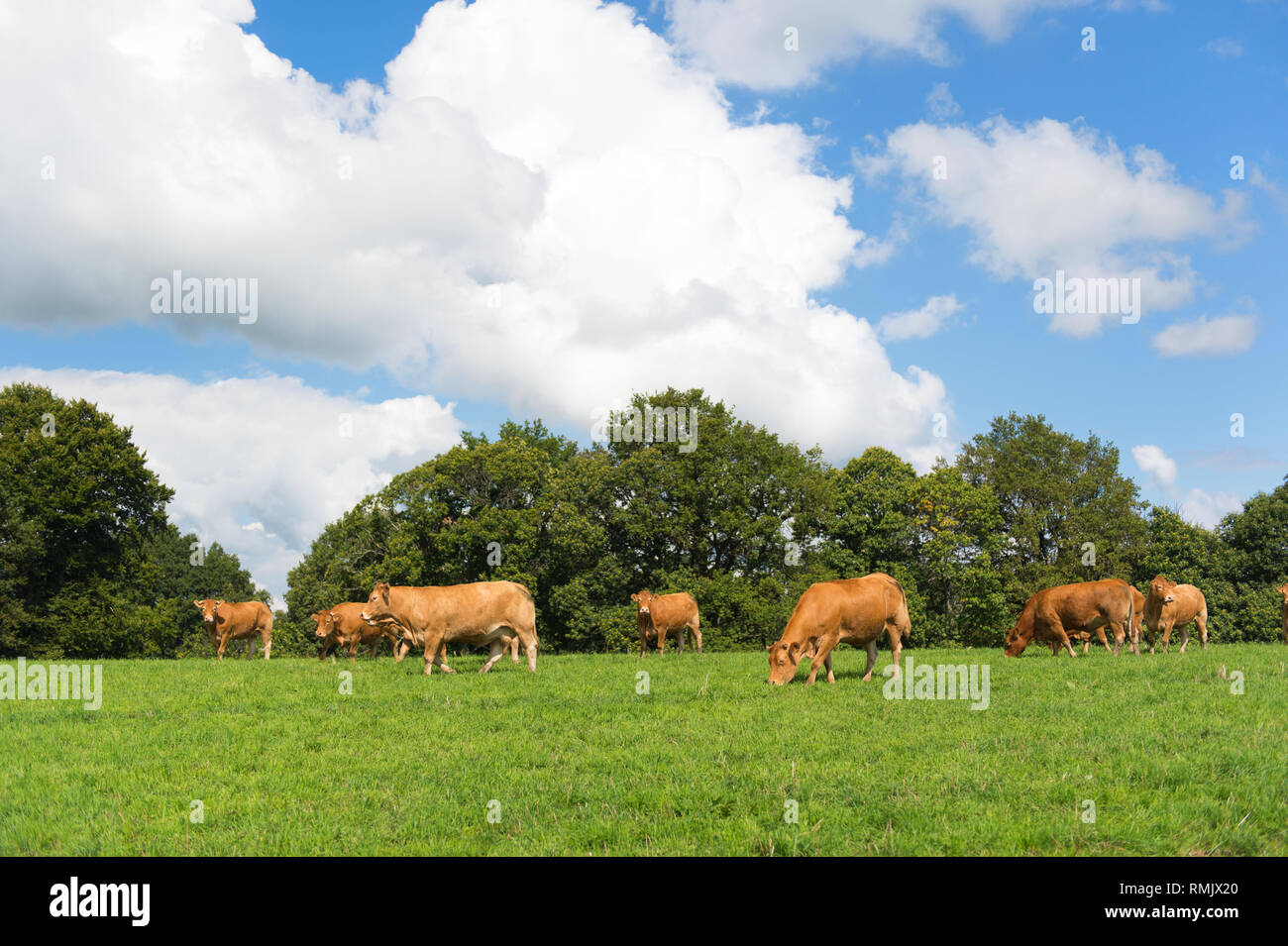 French brown Limousine cows in the green pastures Stock Photo - Alamy