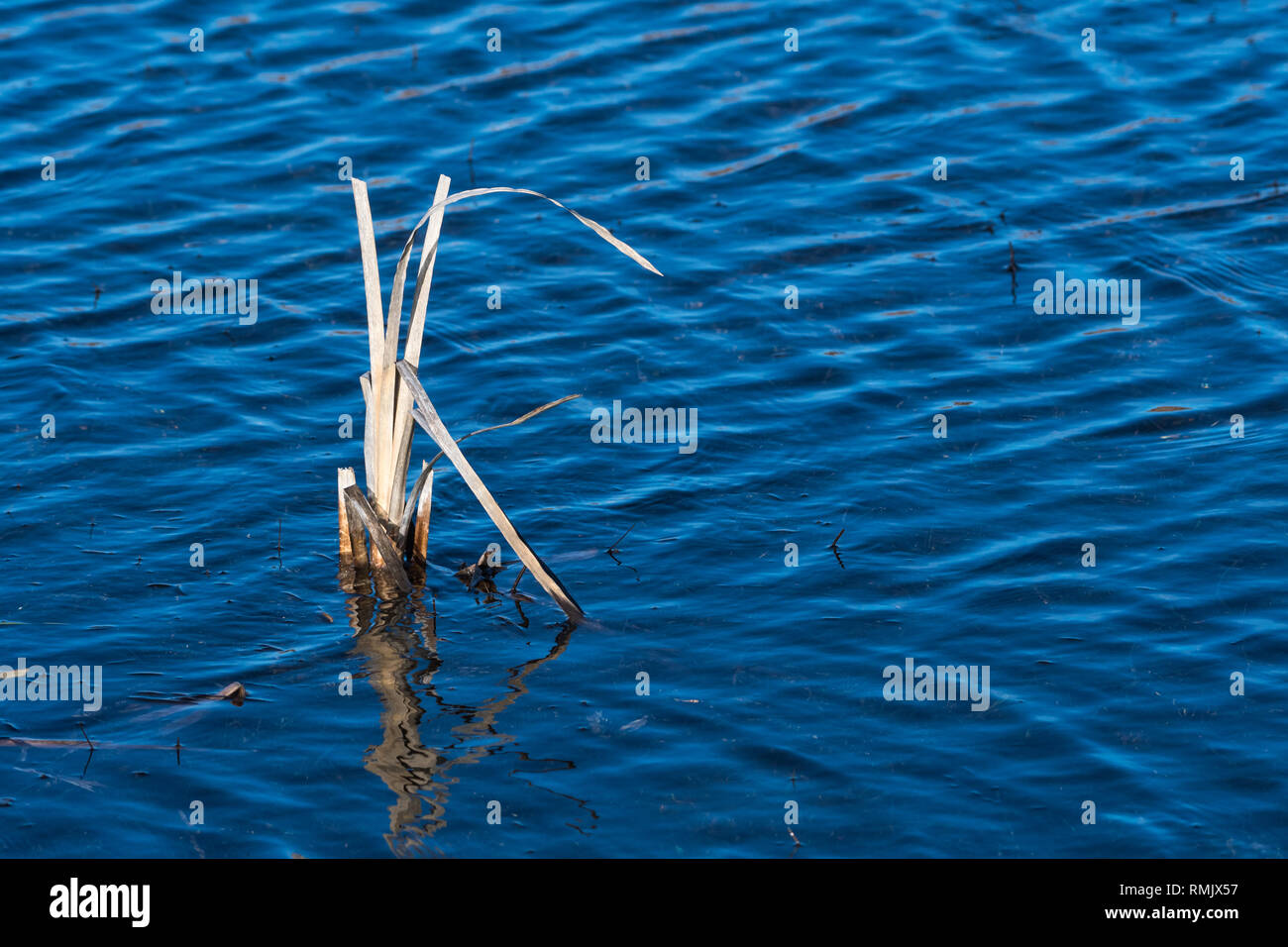 Dried reed plant in blue water in a flooded area Stock Photo - Alamy