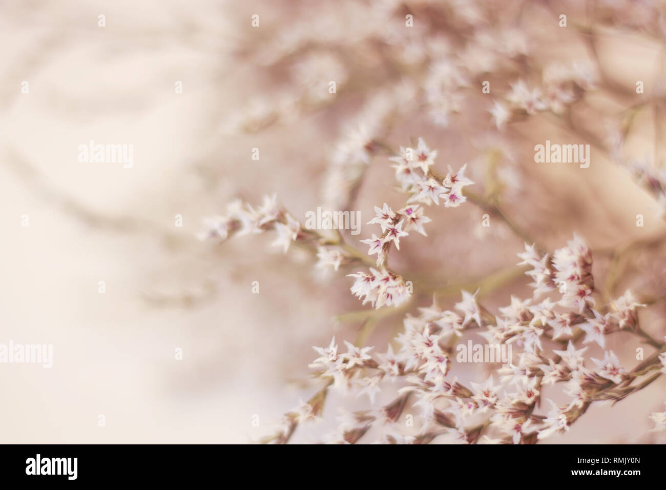 Beautiful tree branch background Stock Photo - Alamy