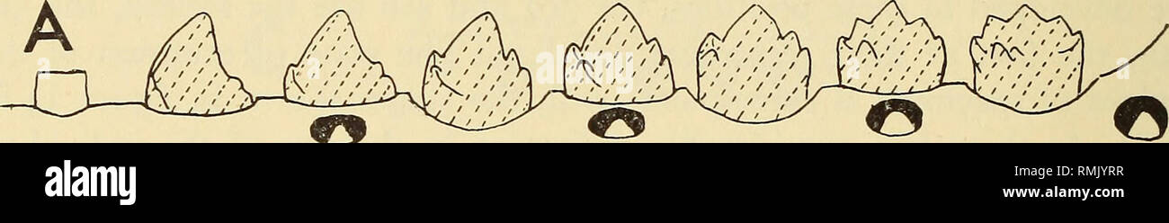 Postcanine teeth hi-res stock photography and images - Alamy