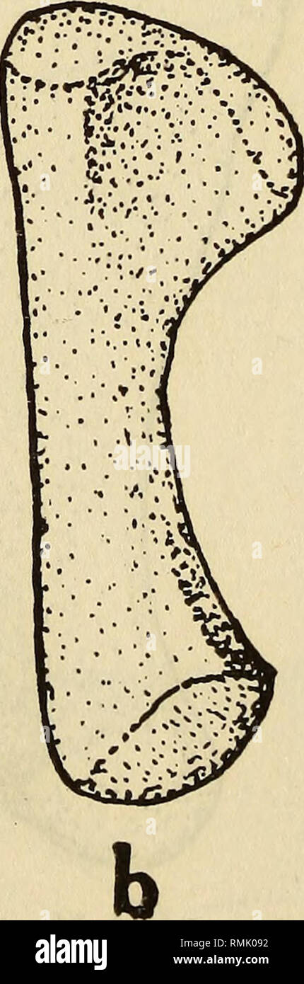 Jonkeria hi-res stock photography and images - Alamy