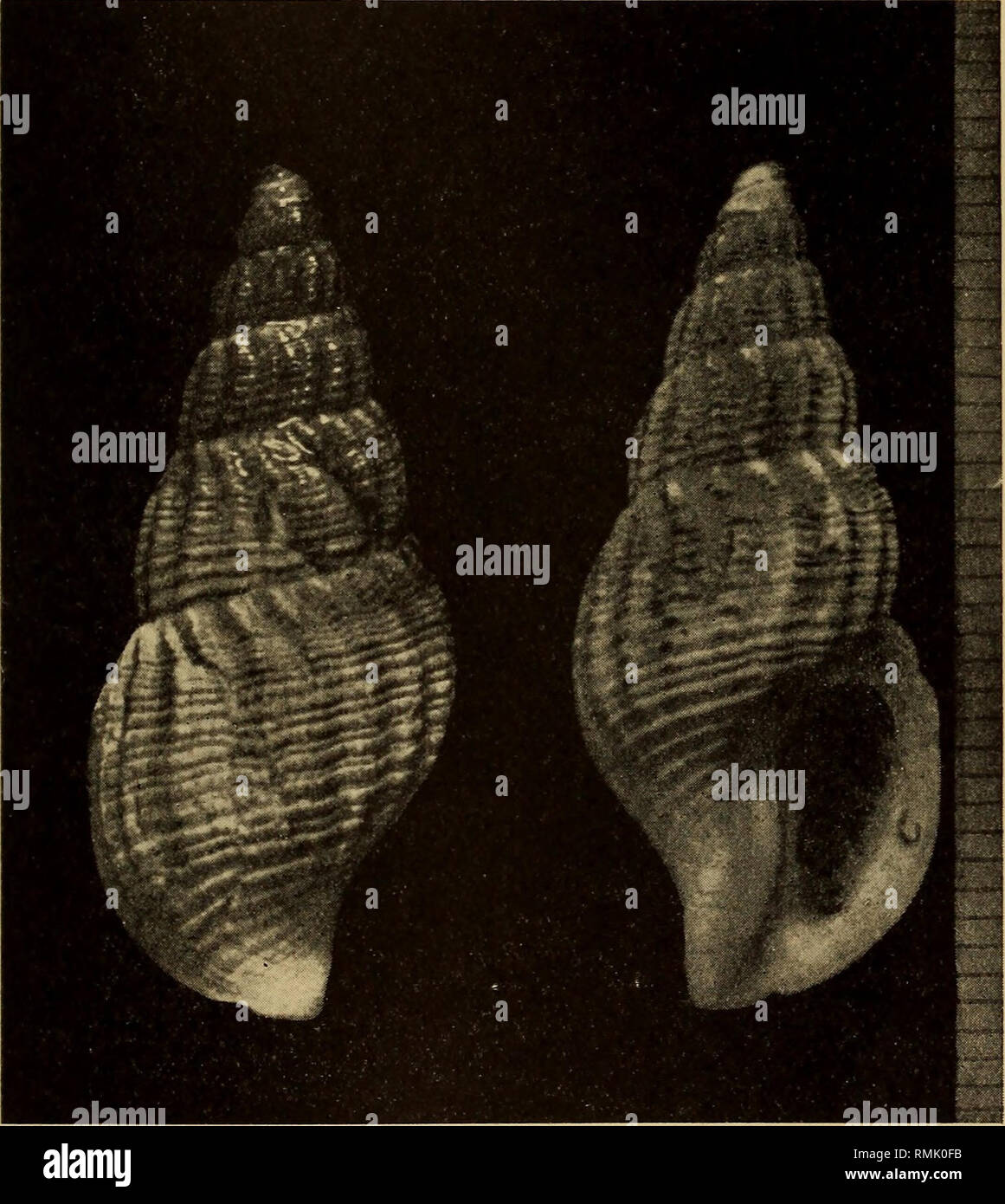 . Annals of the South African Museum = Annale van die Suid-Afrikaanse ...