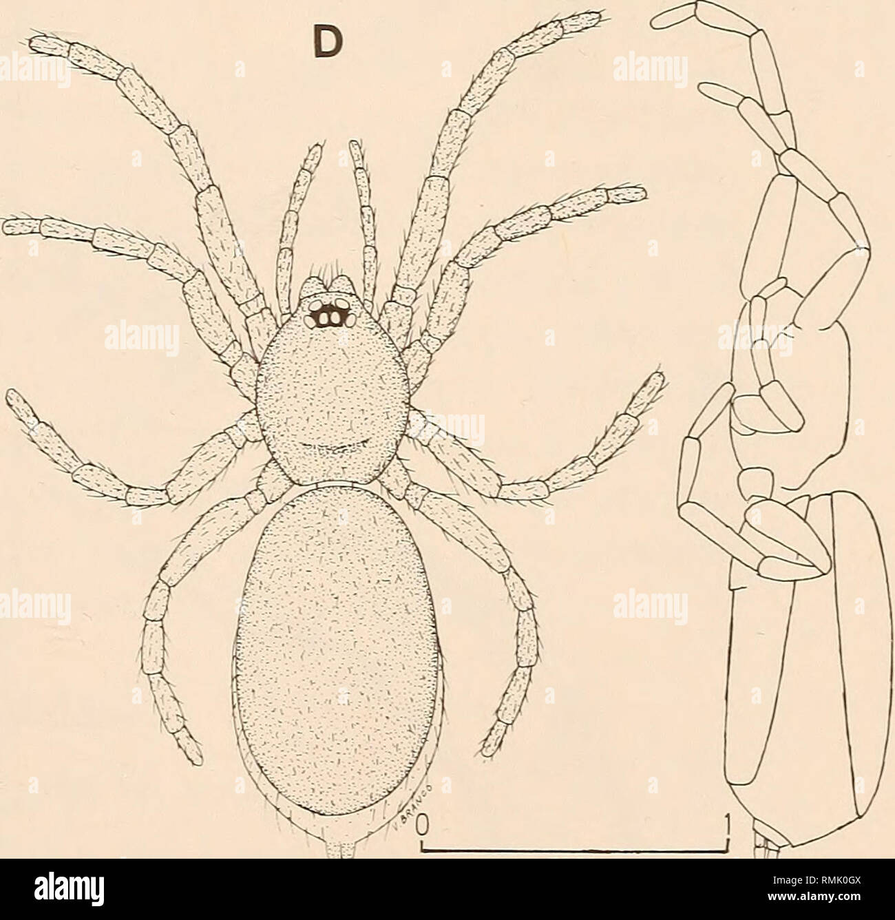 Zodariid spider hi-res stock photography and images - Alamy