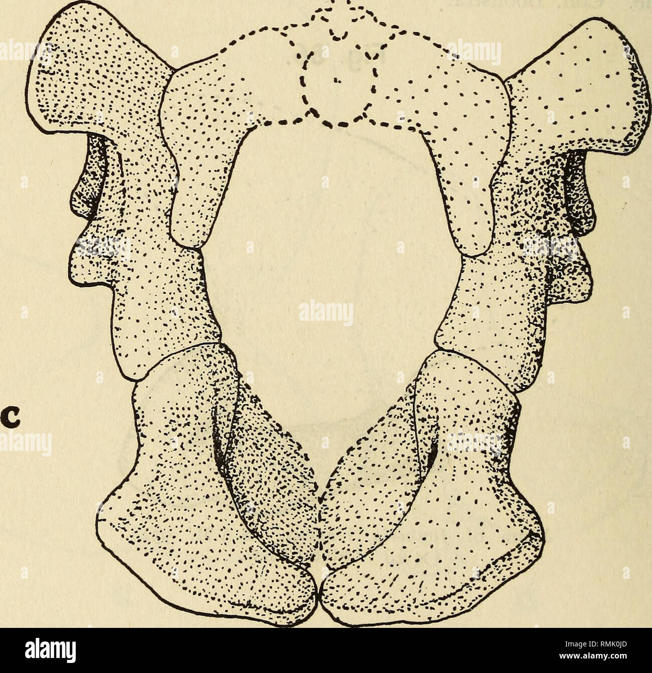 . Annals of the South African Museum = Annale van die Suid-Afrikaanse ...