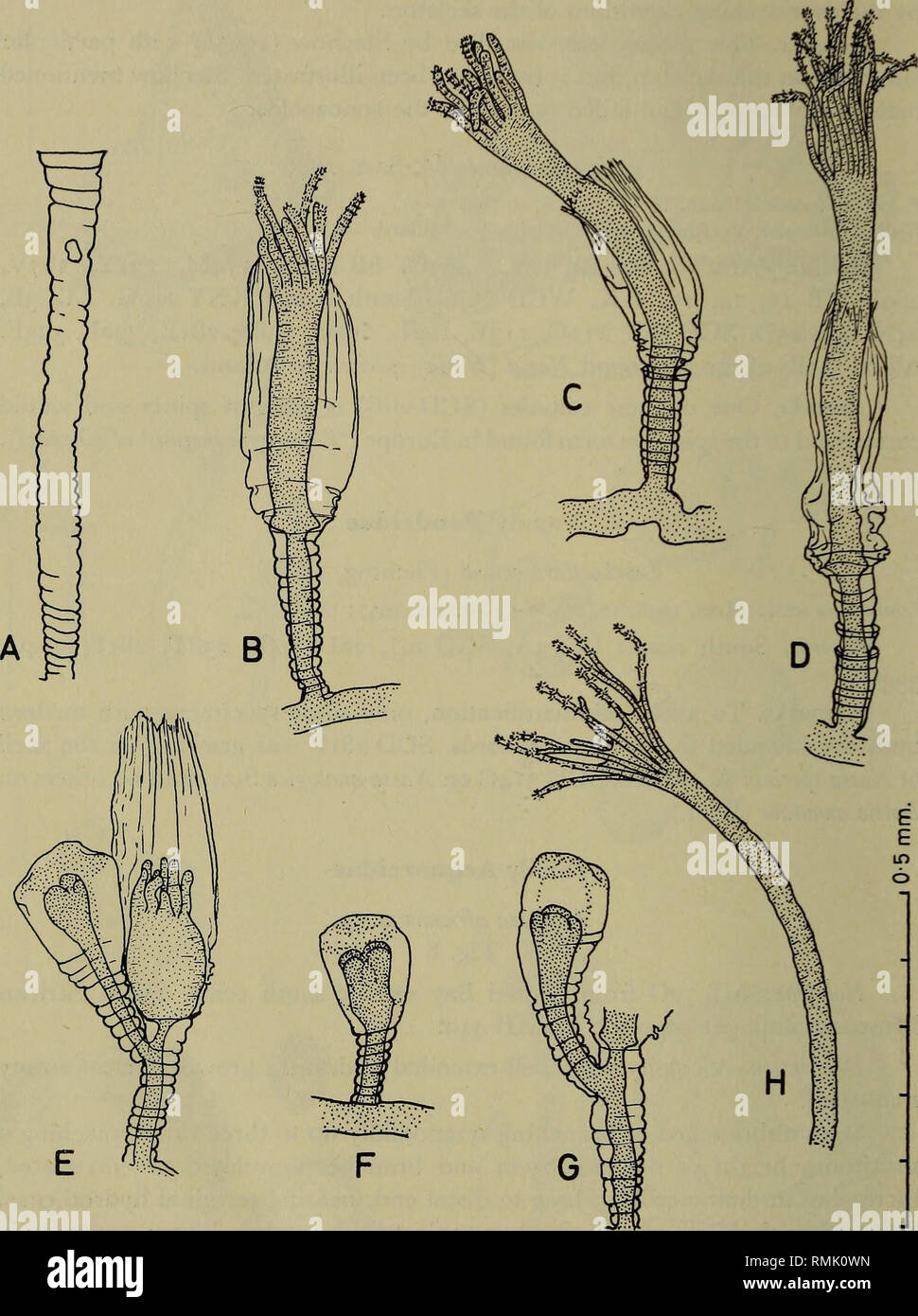 Hydranth structure hi-res stock photography and images - Alamy