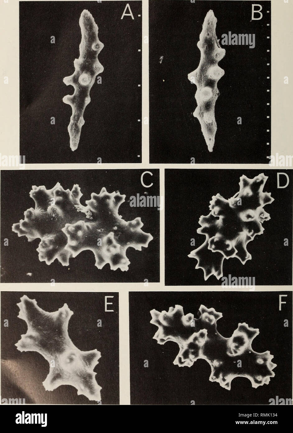 . Annals of the South African Museum = Annale van die Suid-Afrikaanse ...