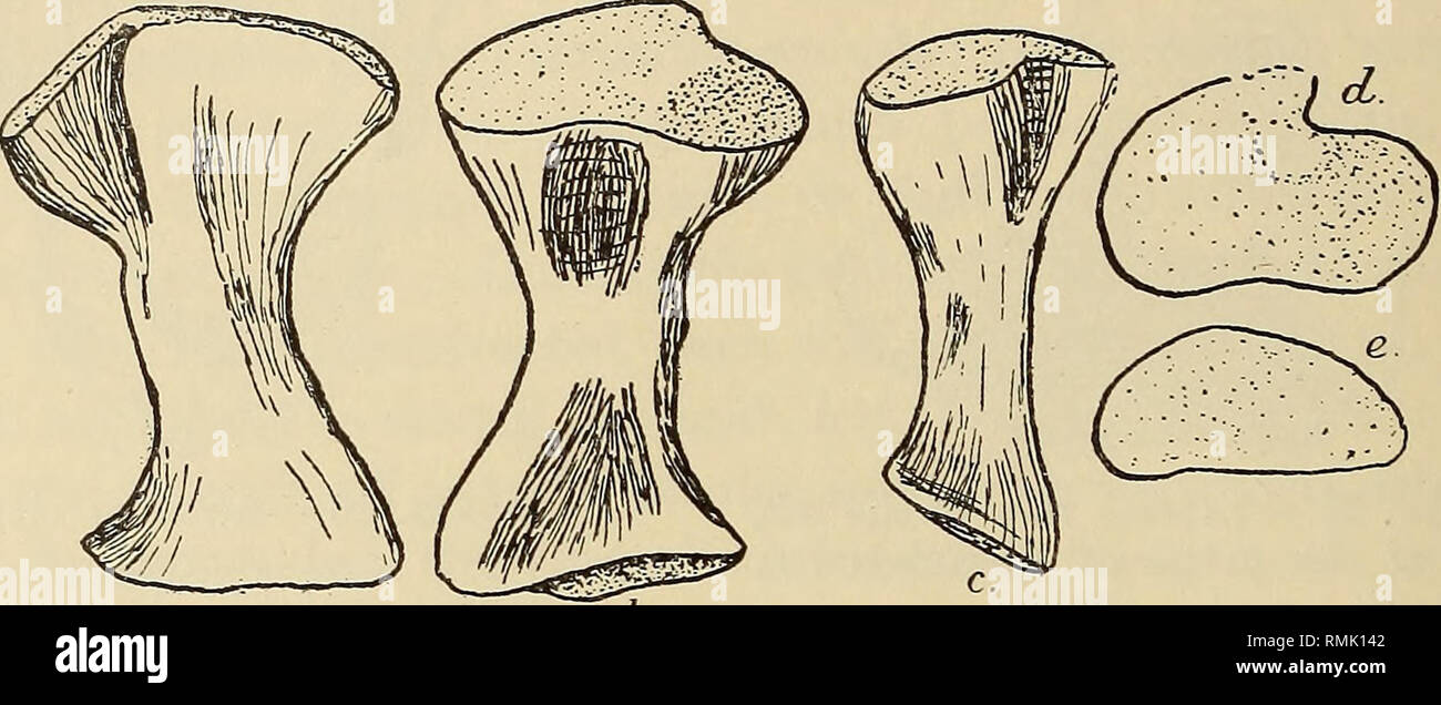 Distal tibia hi-res stock photography and images - Alamy